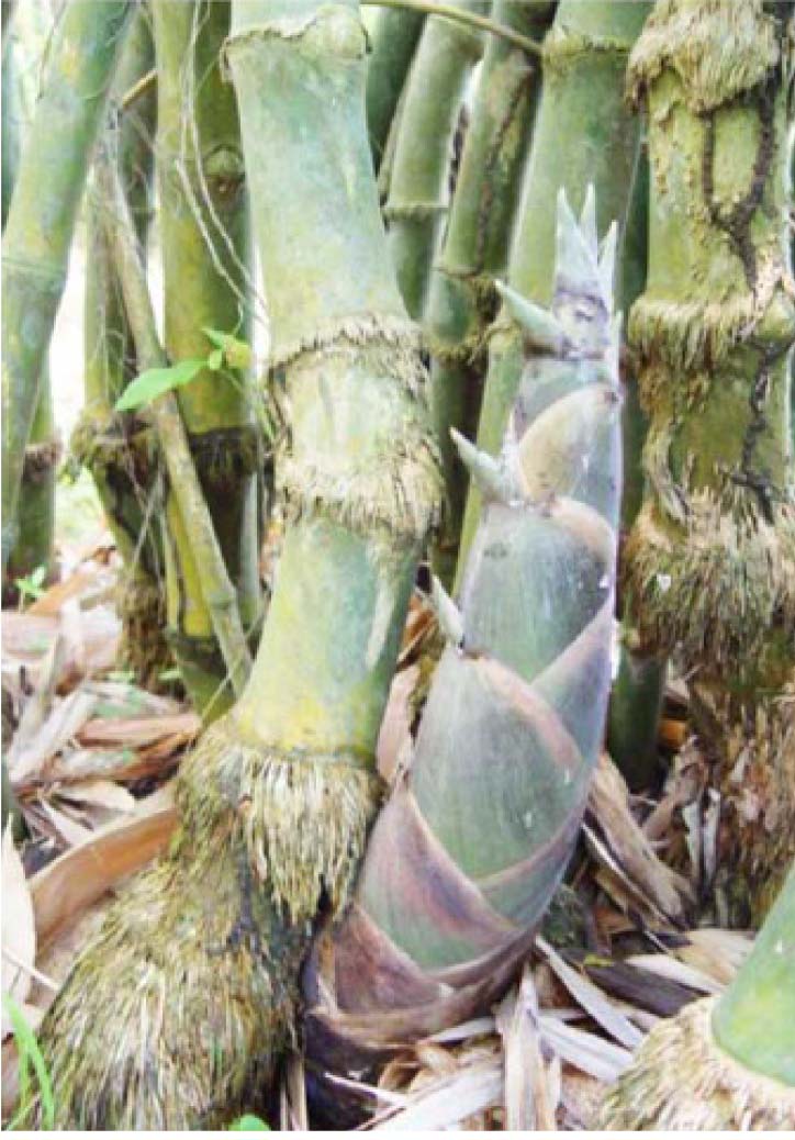 Beautiful bamboo in Los Baños – Tulay 橋